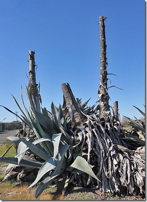 Death of a century plant